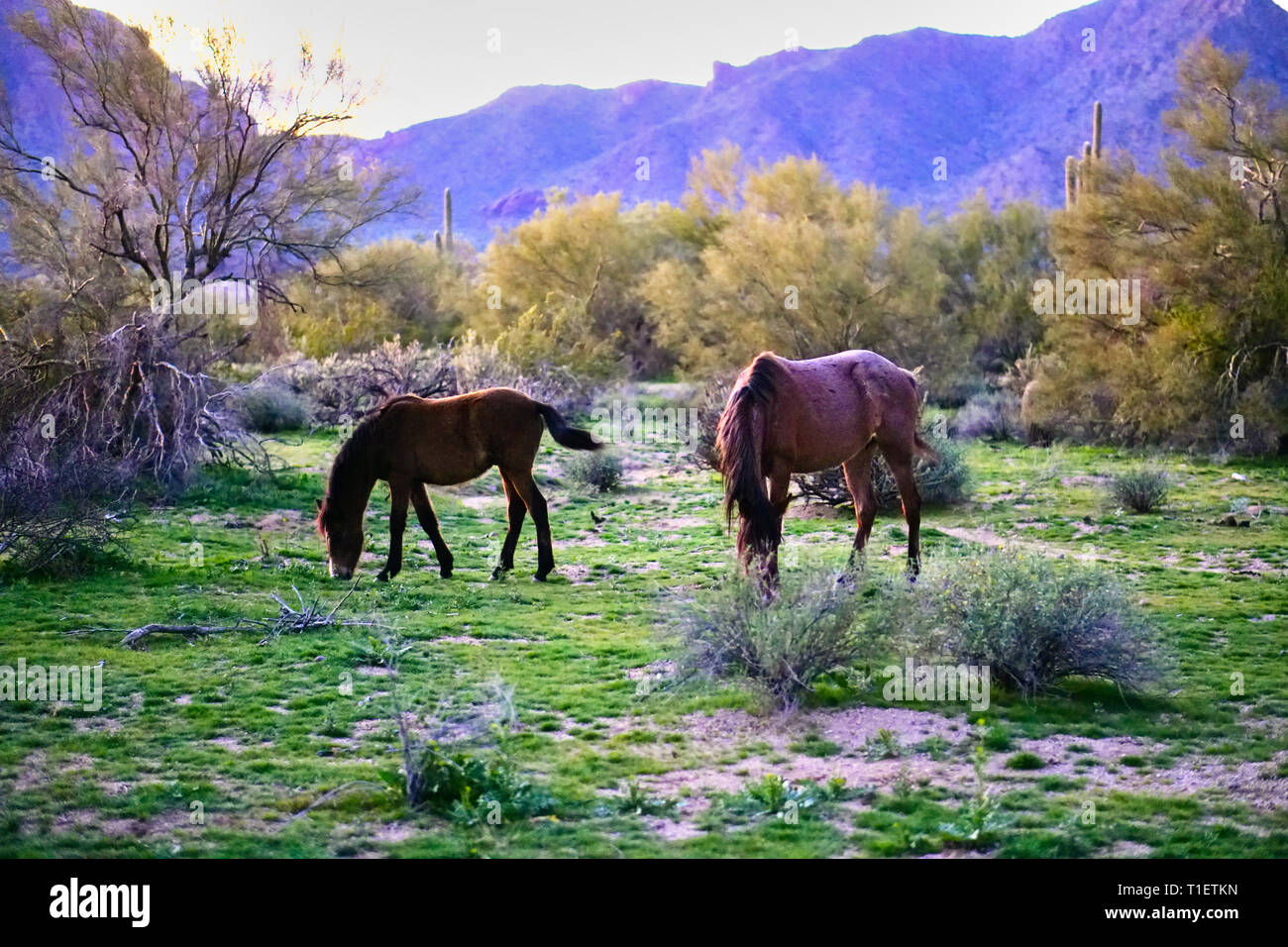 Arizona Wild Horses Stock Photo - Alamy