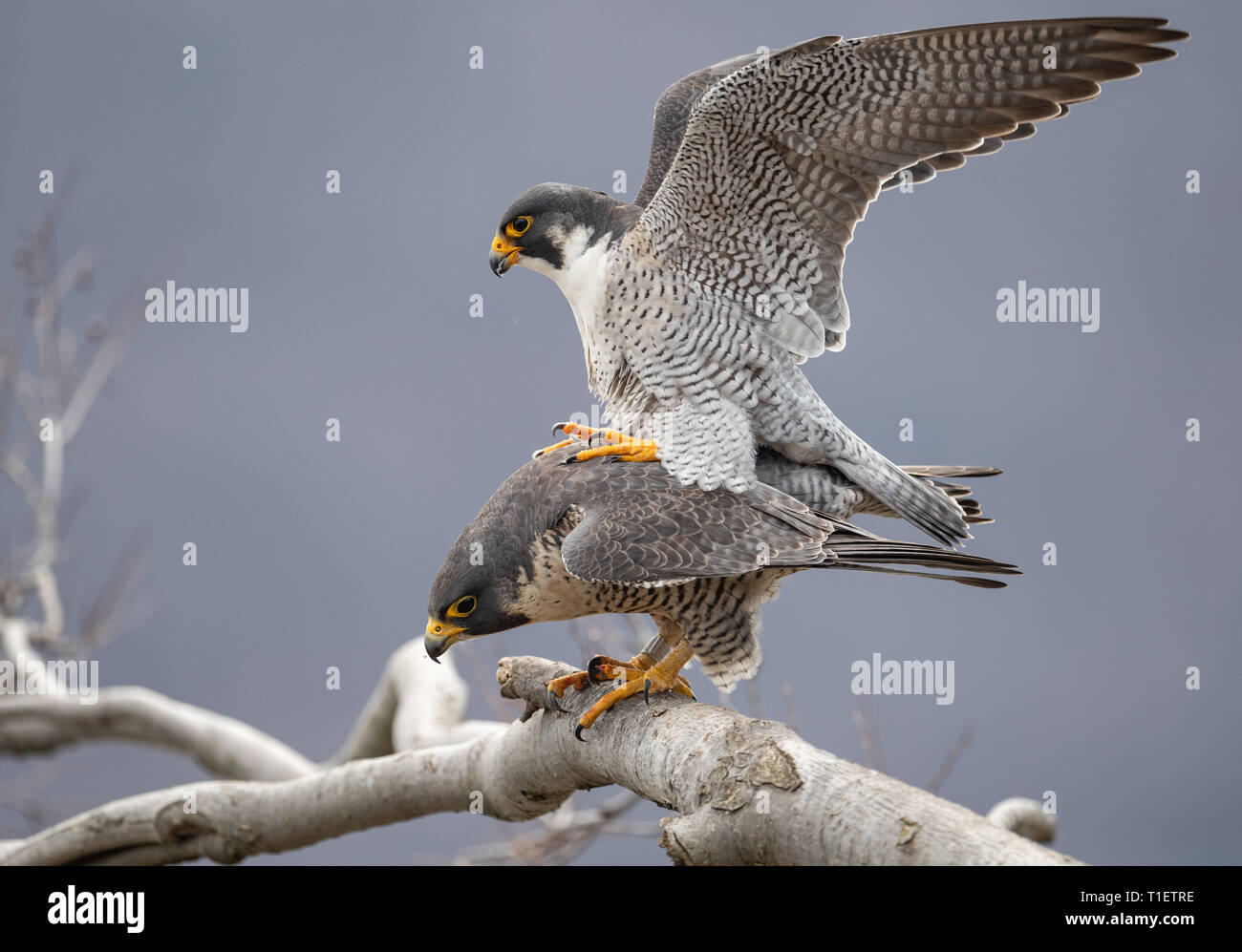 Falcon Hunt High Resolution Stock Photography and Images - Alamy