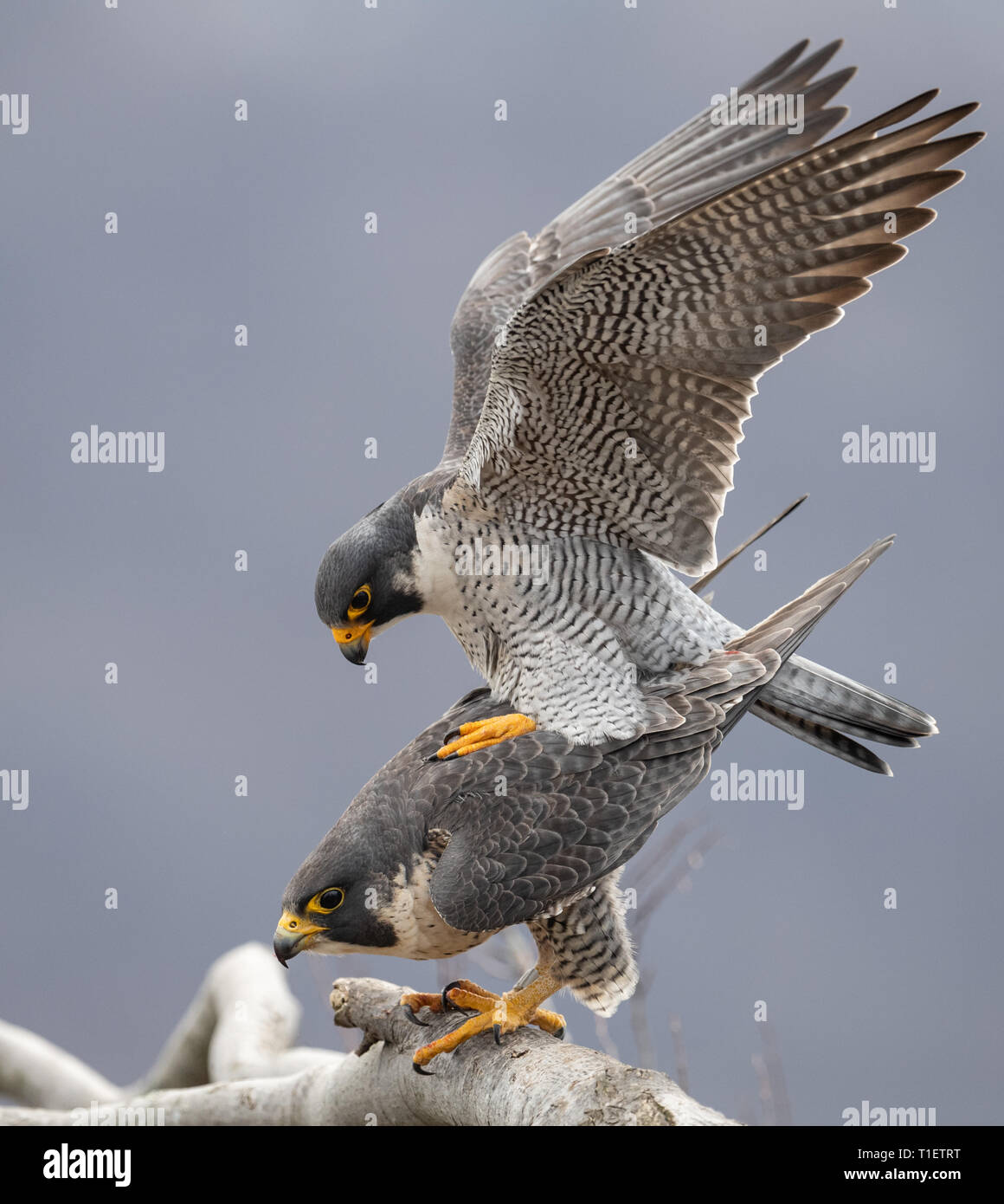 Falcon Hunt High Resolution Stock Photography and Images - Alamy