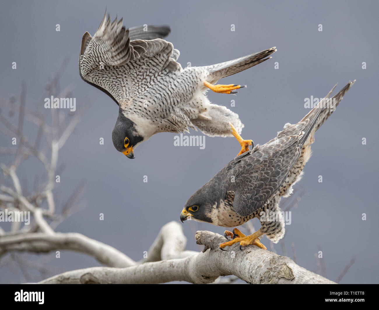 Falcon Wings Stock Photos & Falcon Wings Stock Images - Alamy