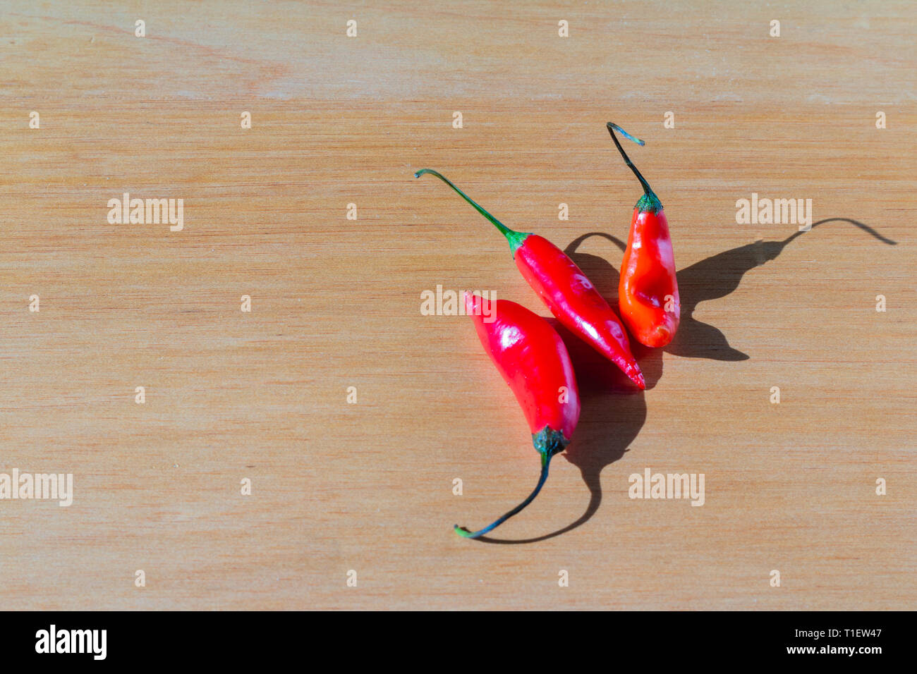 The chili pepper (chile, chile pepper, chilli pepper, or chilli Stock ...