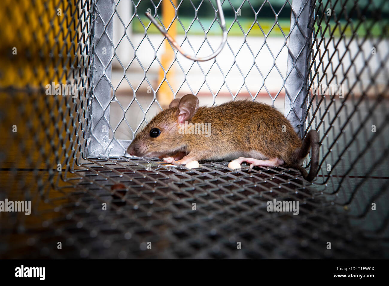 rat traped in metal net mousetrap Stock Photo - Alamy