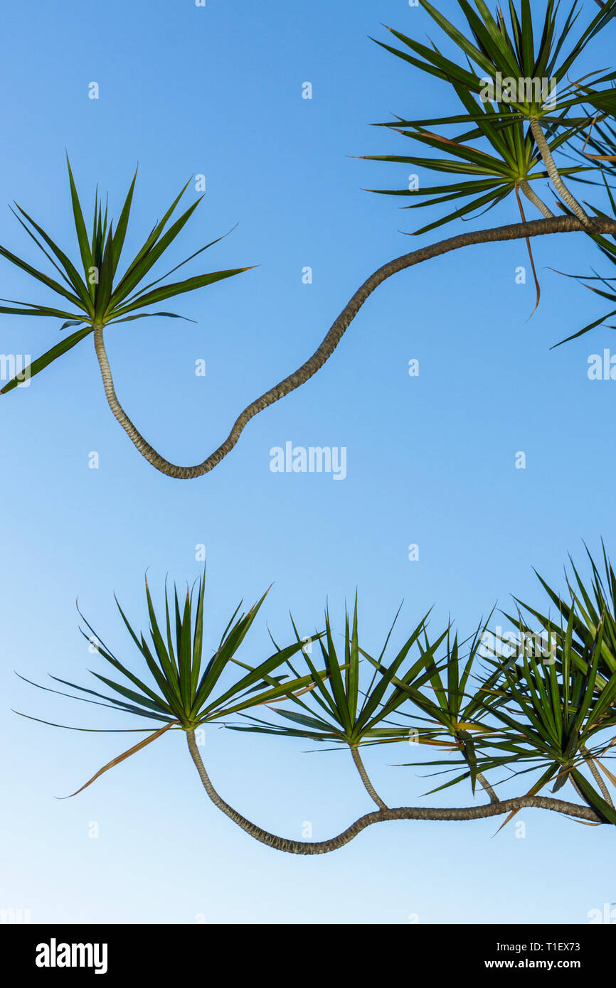 Miami Beach Florida,tree trees,leaves,tropical,palm,branch,visitors ...