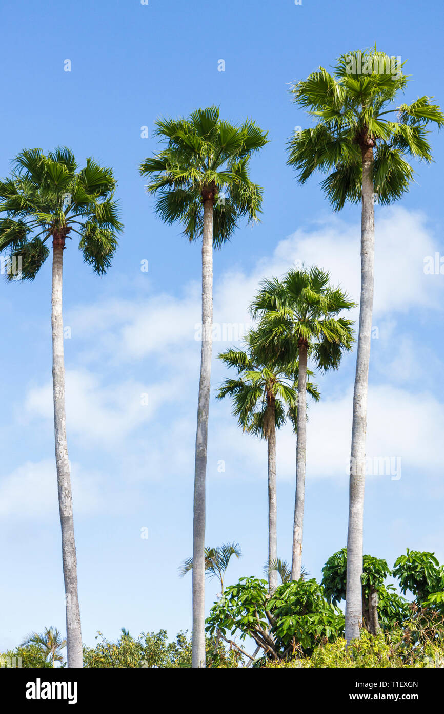 Miami Florida,Aventura,palm trees,tall,thin trunk,five,visitors travel ...
