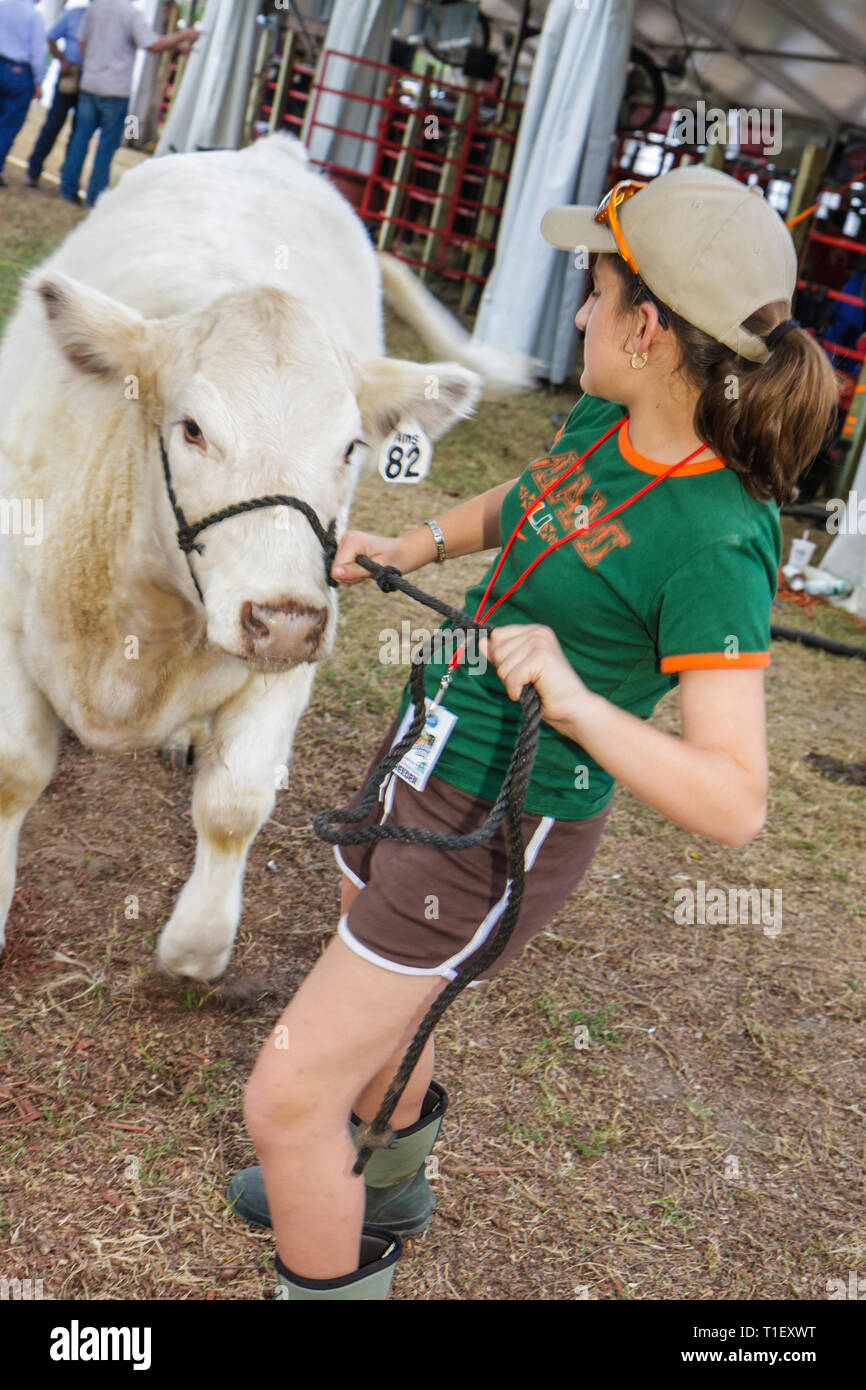 Adolescent cow hi-res stock photography and images - Alamy