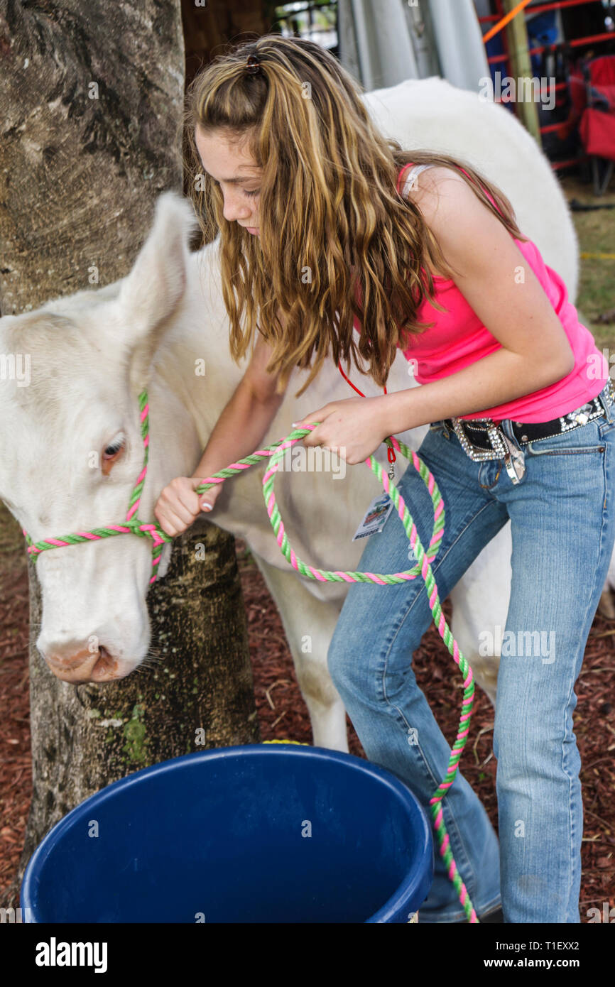Miami Florida,Kendall,Tropical Park,Miami International Agriculture and Cattle Show,breeding ...