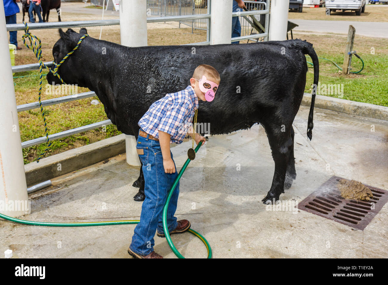 Pig breeding us hi-res stock photography and images - Alamy