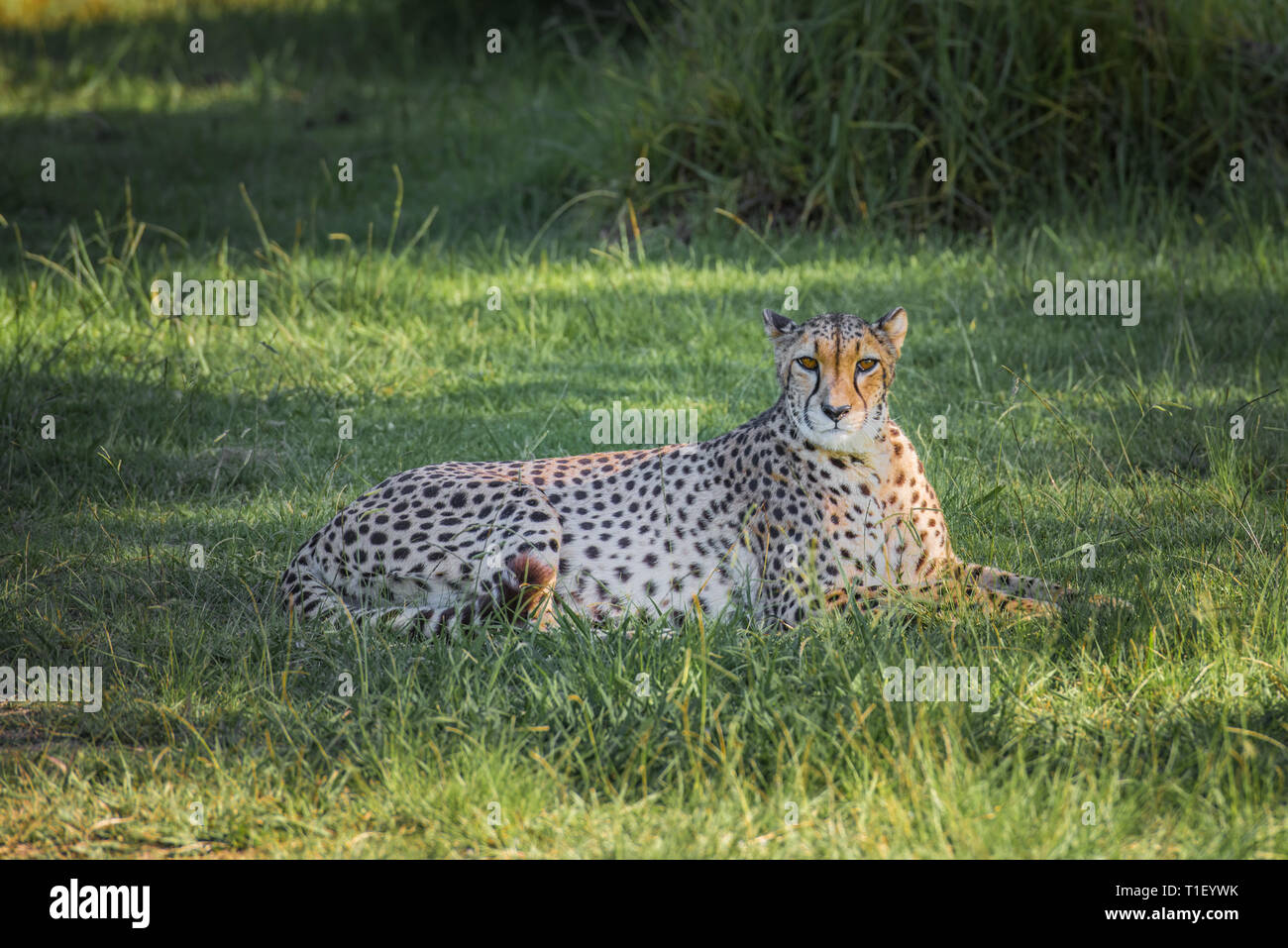 Cheetah green africa hi-res stock photography and images - Alamy