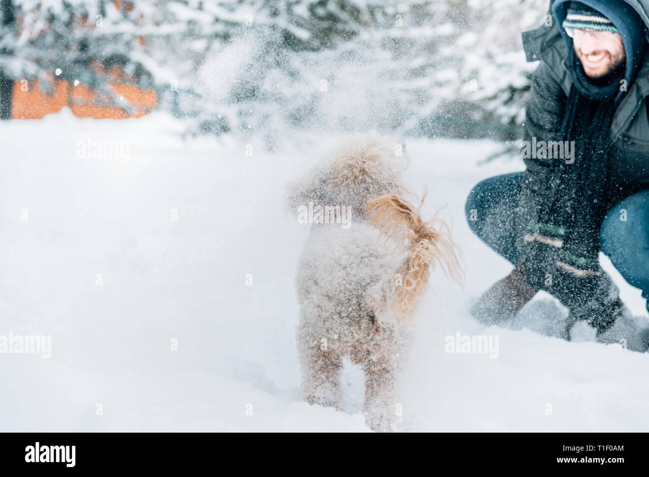 Dog snowball hi-res stock photography and images - Alamy