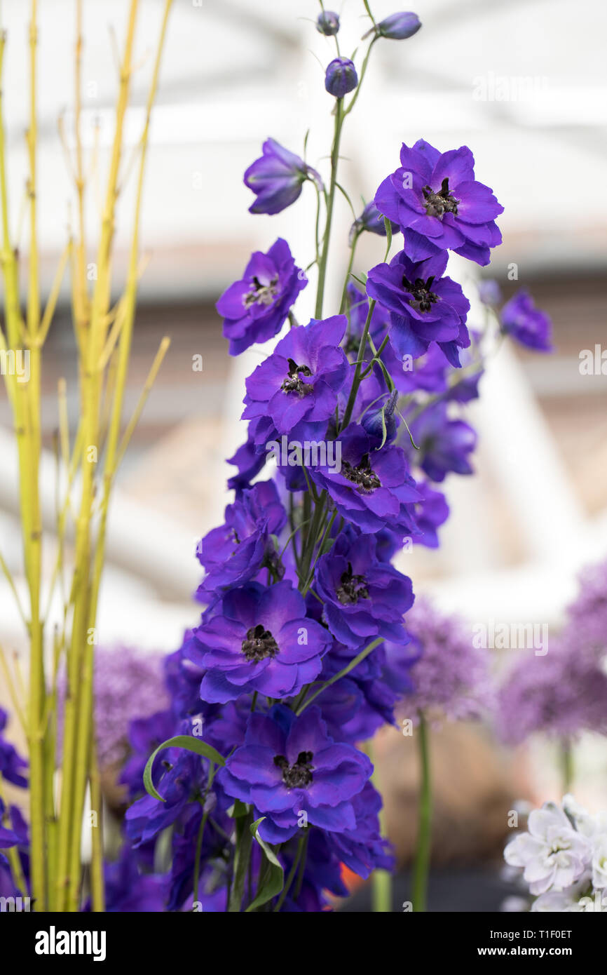 Englishlarkspur hi-res stock photography and images - Alamy