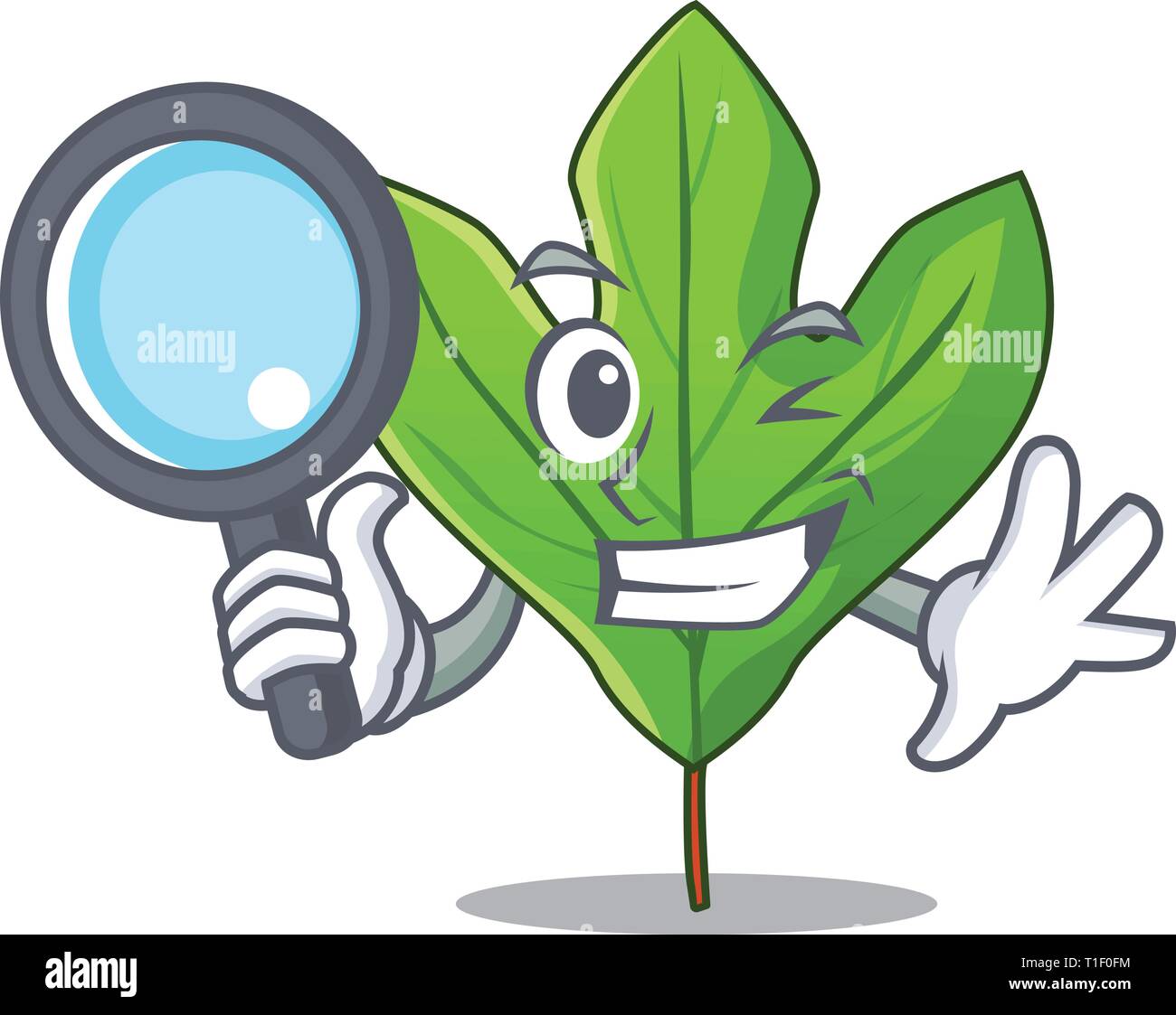 Detective sassafras leaf in the cartoon stem vector illustration Stock ...