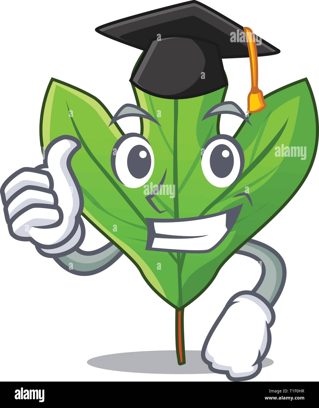 Graduation sassafras leaf in the cartoon stem vector illustration Stock ...