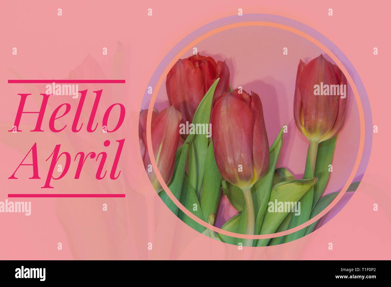 Banner hello april. Hi spring. The second month of spring. Welcome card ...