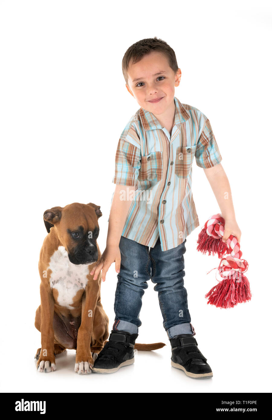 puppy boxer and child in front of white background Stock Photo - Alamy