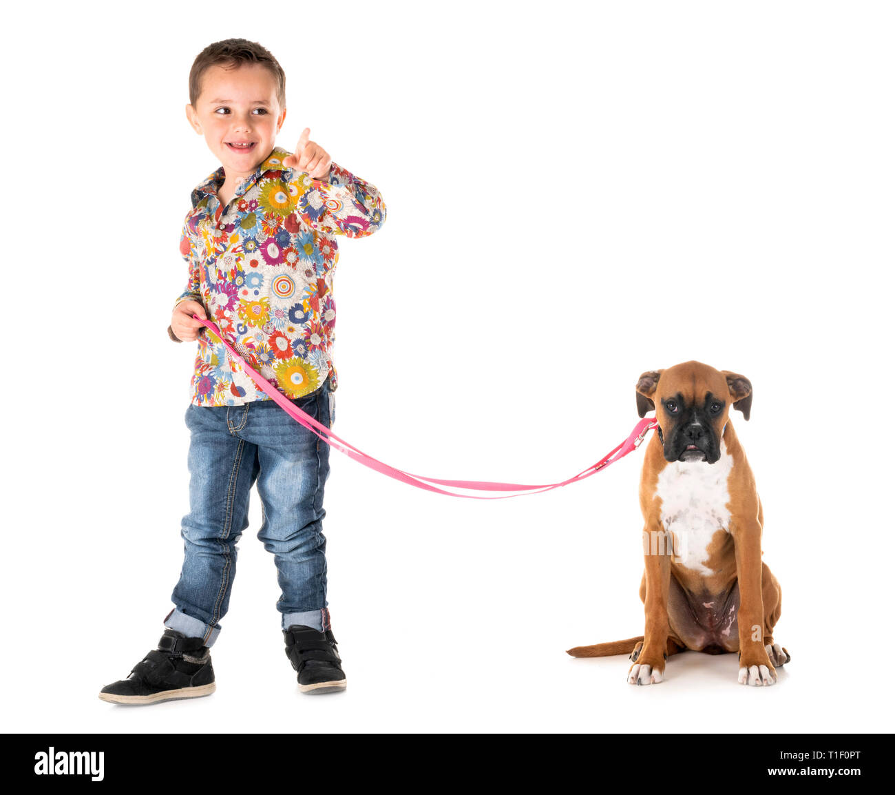 puppy boxer and child in front of white background Stock Photo - Alamy