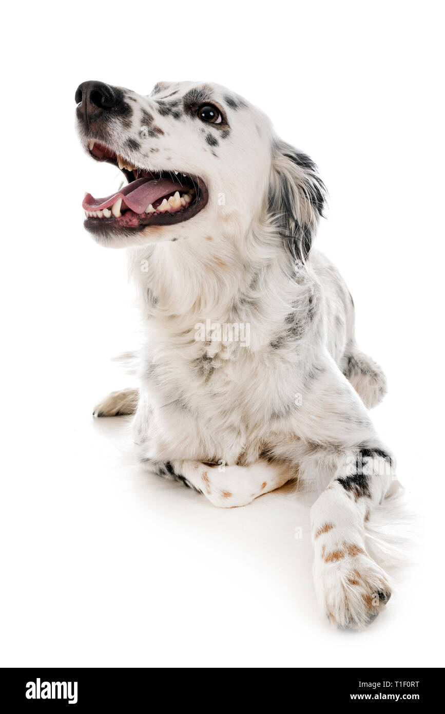 english setter in front of white background Stock Photo - Alamy
