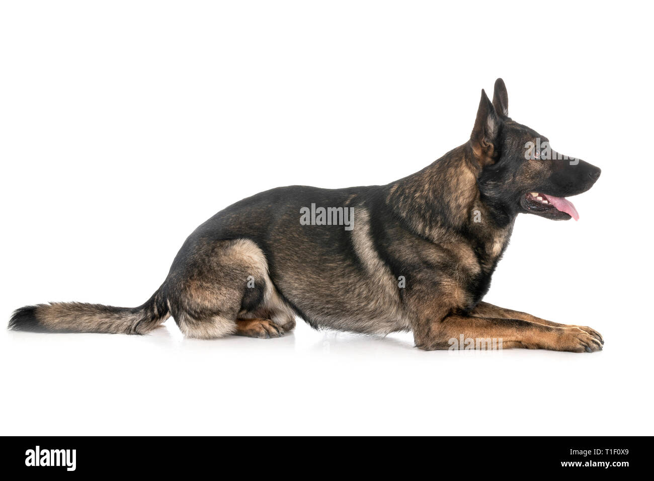 gray german shepherd in front of white background Stock Photo - Alamy