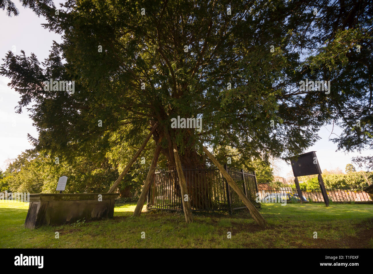 The ancient yew tree thought to be 1500-2000 years old one of the seven ...