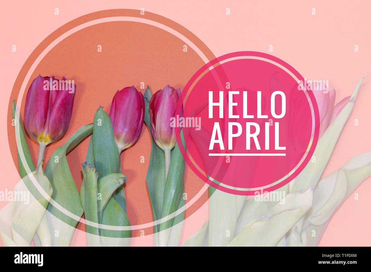 Banner hello april. Hi spring. The second month of spring. Welcome card ...