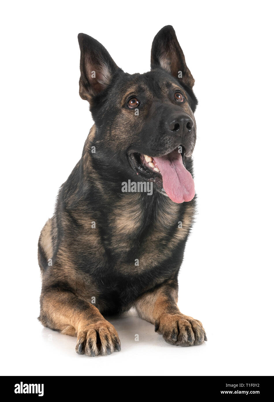 gray german shepherd in front of white background Stock Photo - Alamy