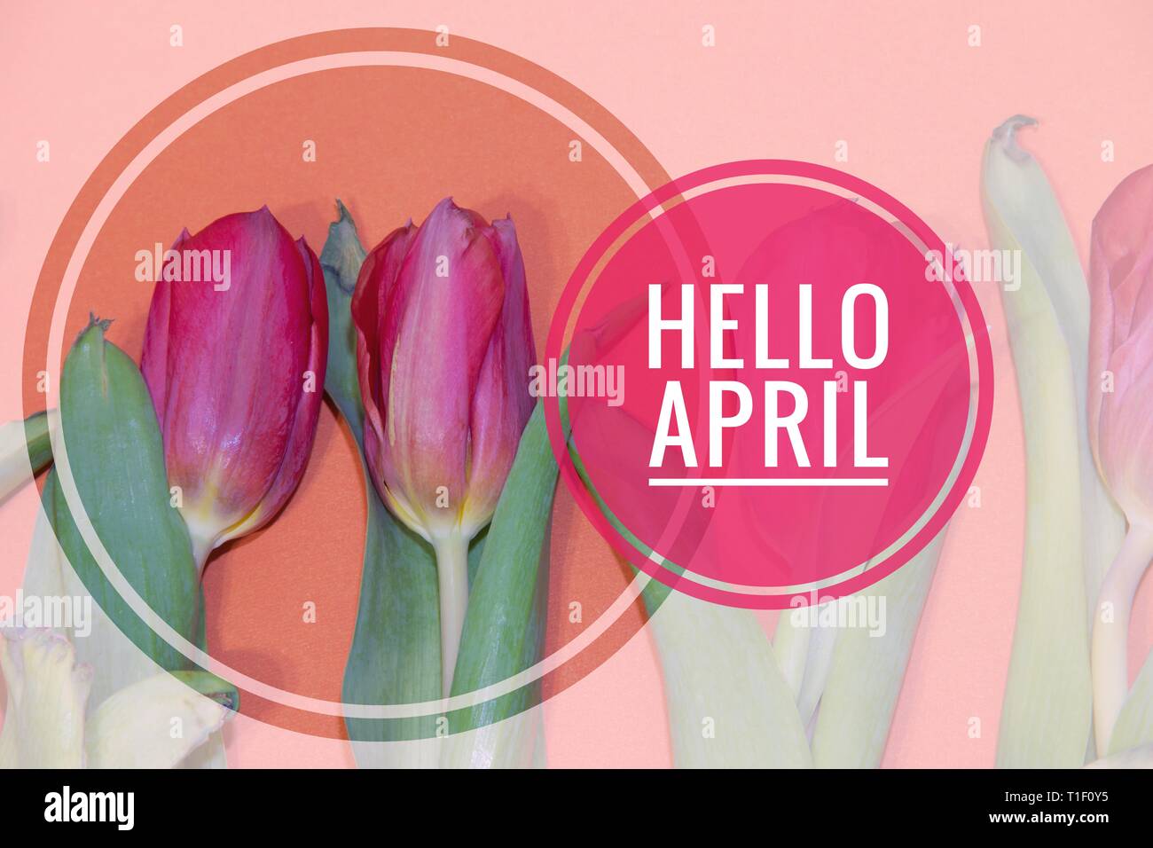 Banner hello april. Hi spring. The second month of spring. Welcome card ...