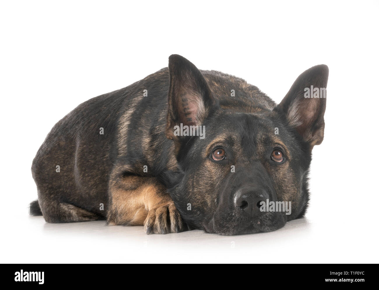 gray german shepherd in front of white background Stock Photo - Alamy