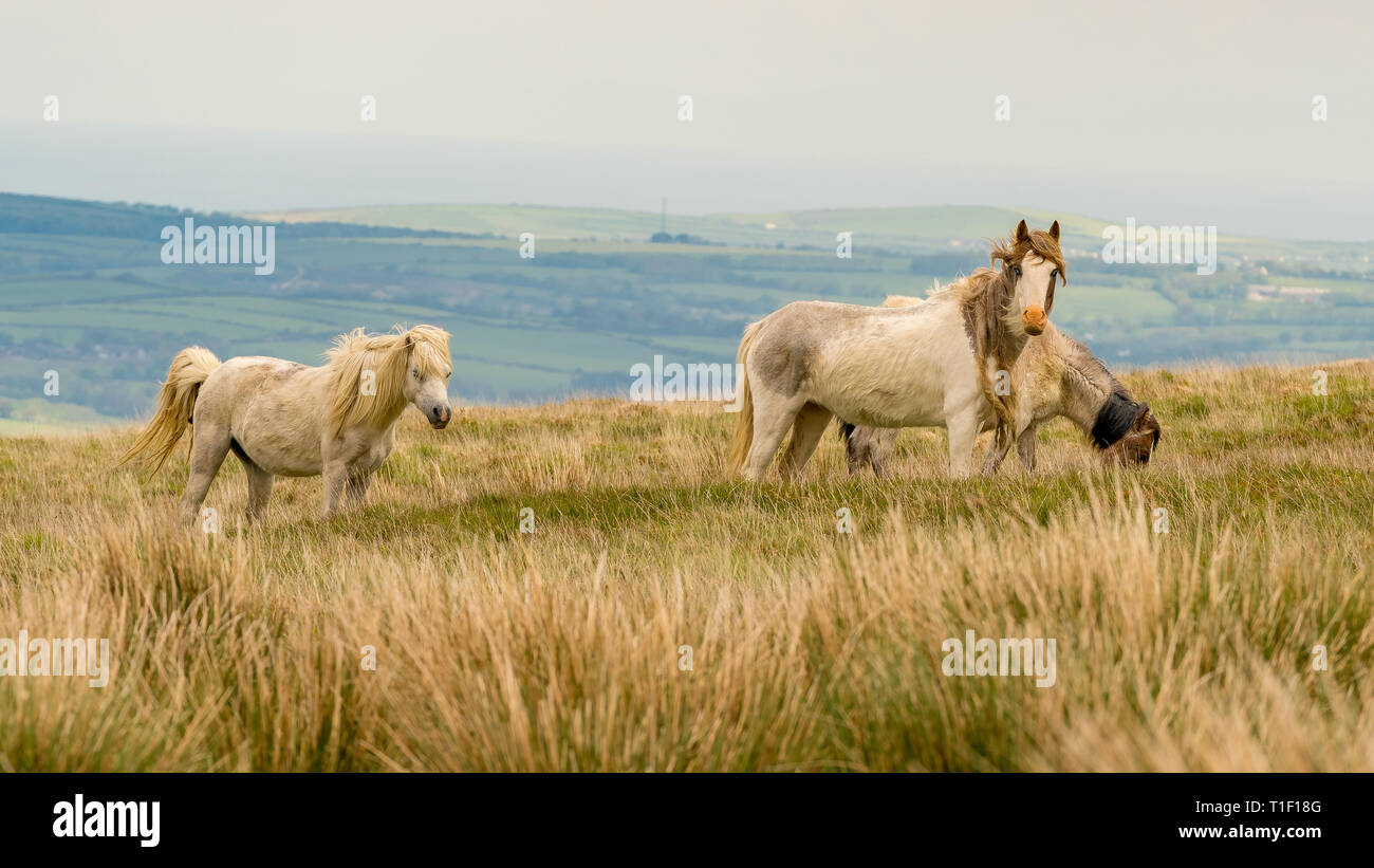Wild horses on a grey and windy day near Foel Eryr, Clynderwen ...