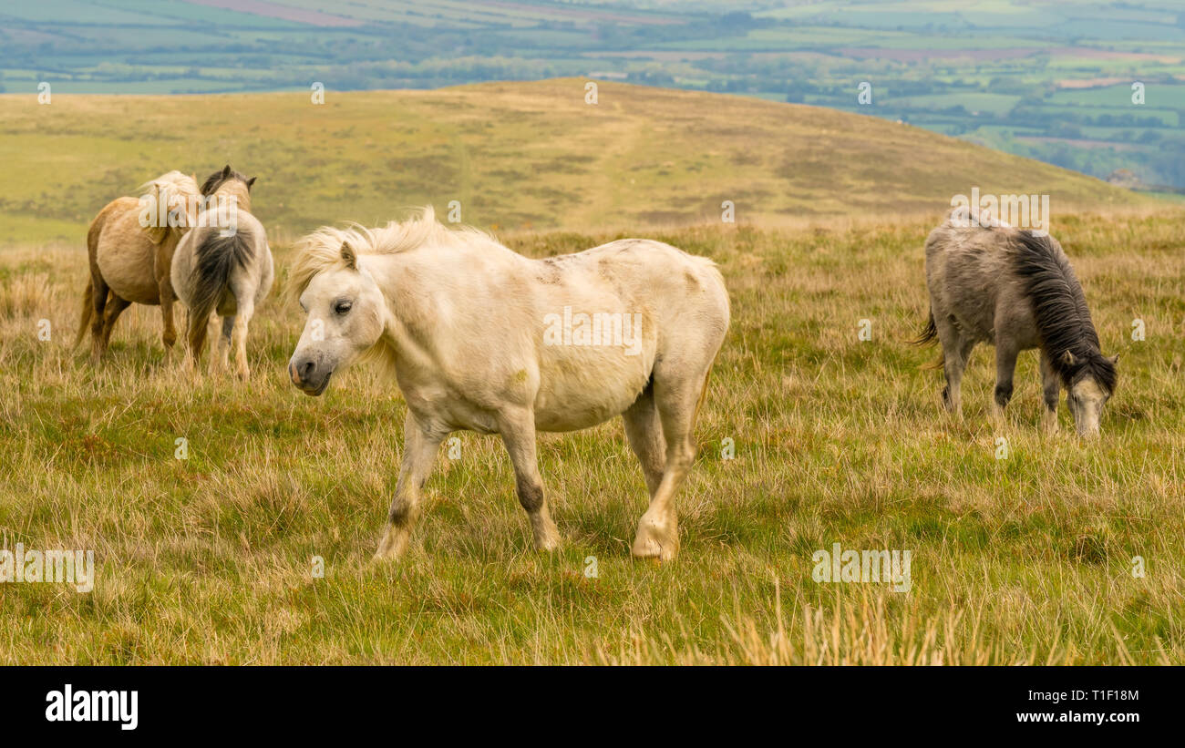 Wild horses on a grey and windy day near Foel Eryr, Clynderwen ...