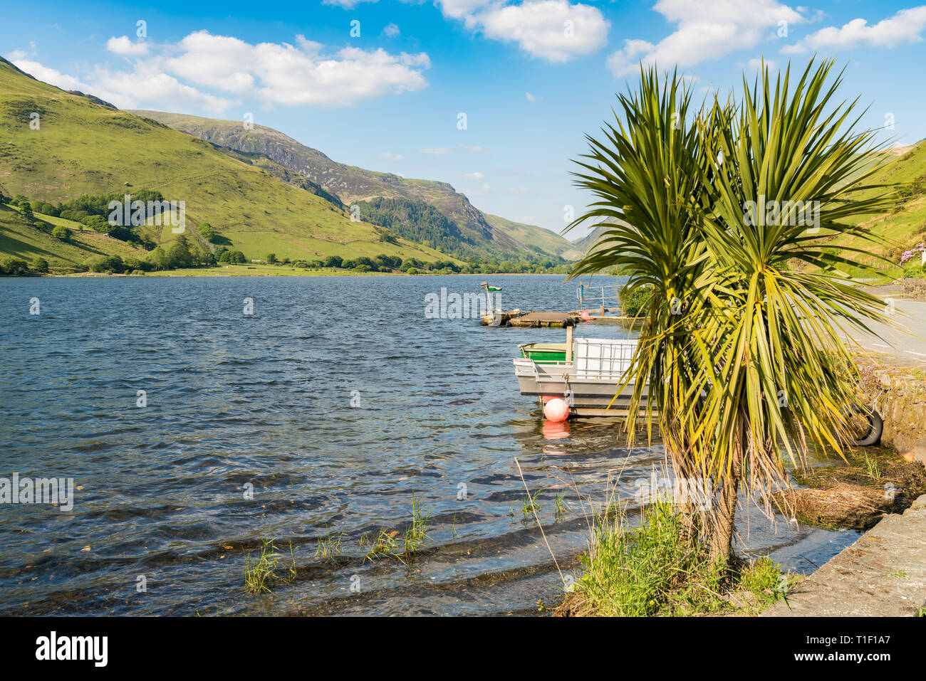 Tal palm hi-res stock photography and images - Alamy
