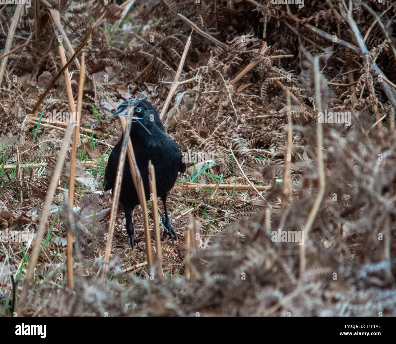 Jackdaw nest hi-res stock photography and images - Alamy
