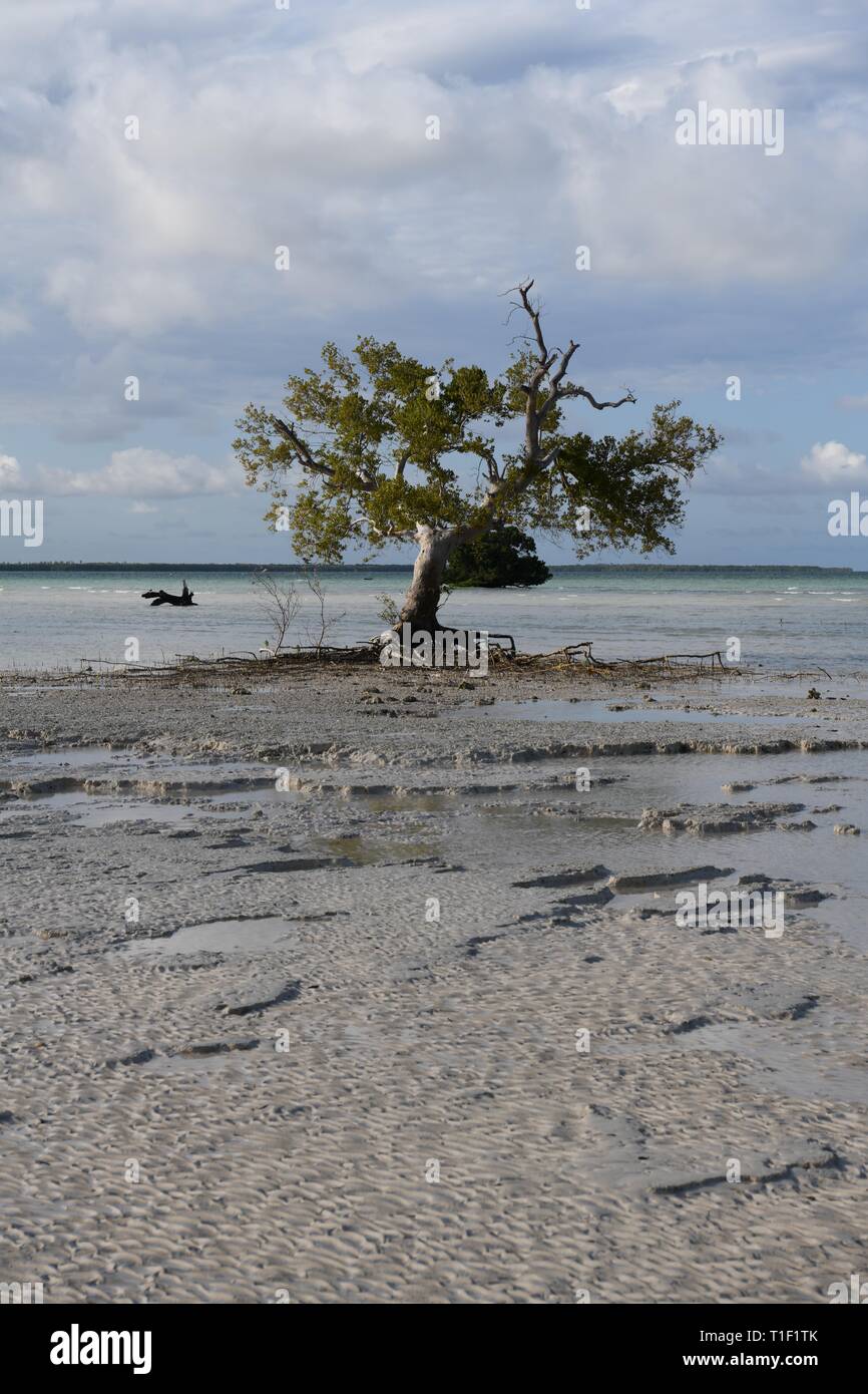Quirimba Island, Quirimbas Archipelago, Mozambique, East Africa Stock ...