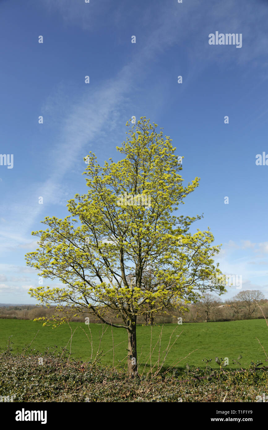 Tree trees springtime hi-res stock photography and images - Alamy