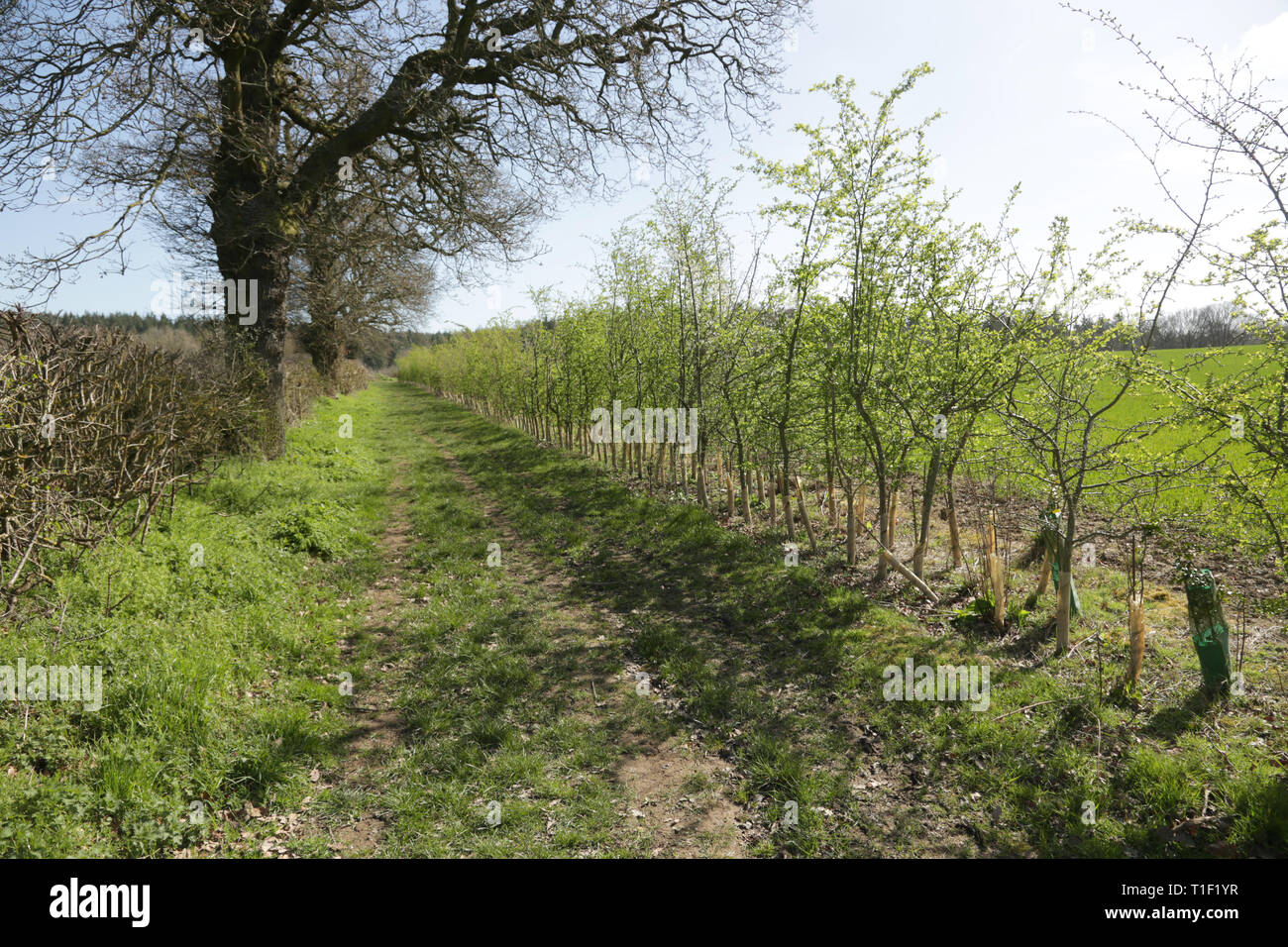A newly planted hedgerow in Worcestershire, England, UK Stock Photo - Alamy