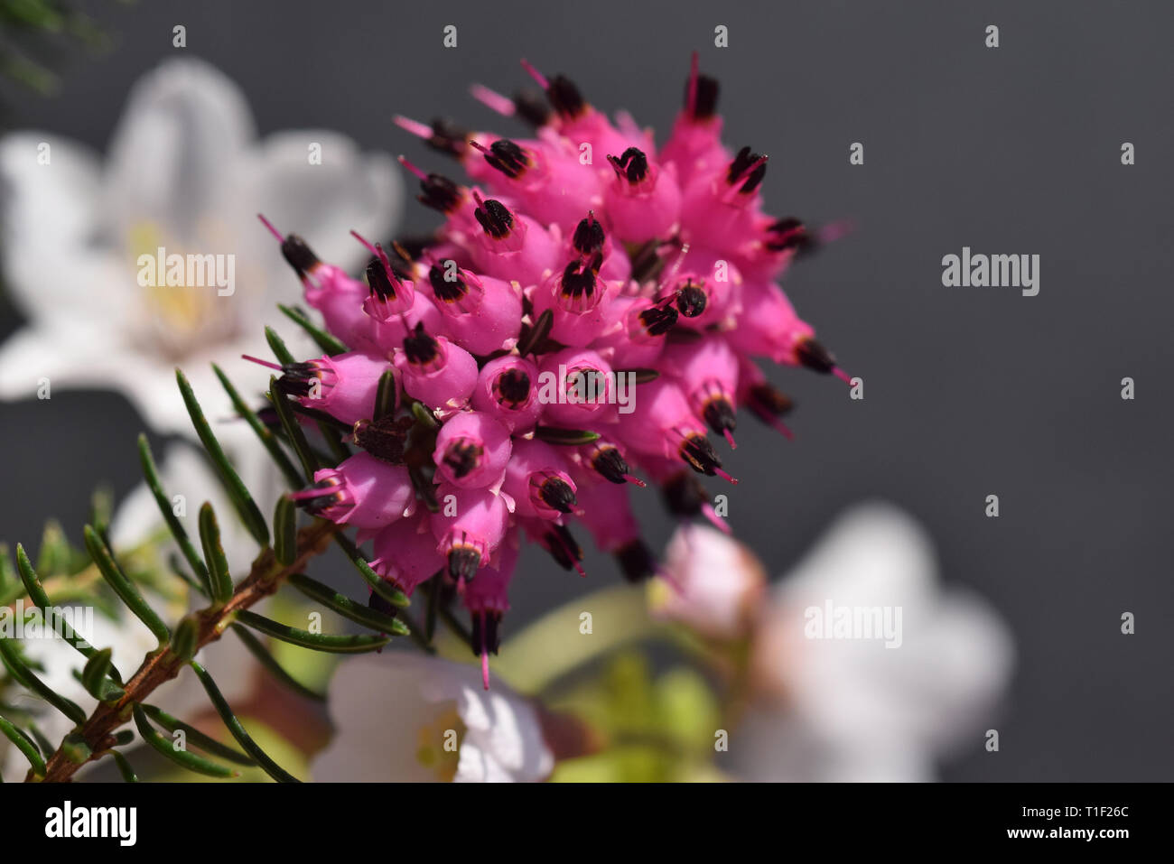 Heather ground cover hi-res stock photography and images - Alamy
