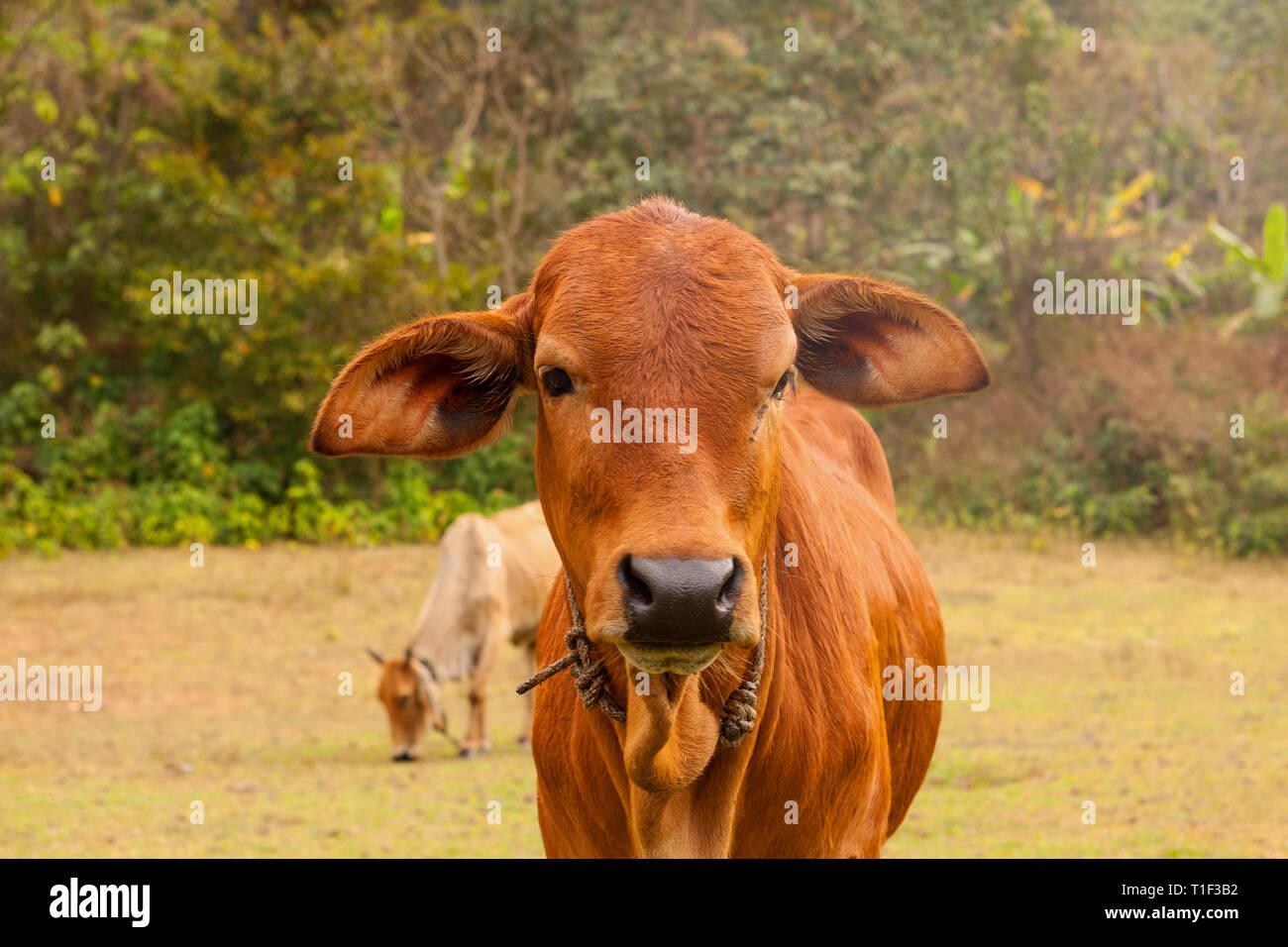 Happy cow hi-res stock photography and images - Alamy