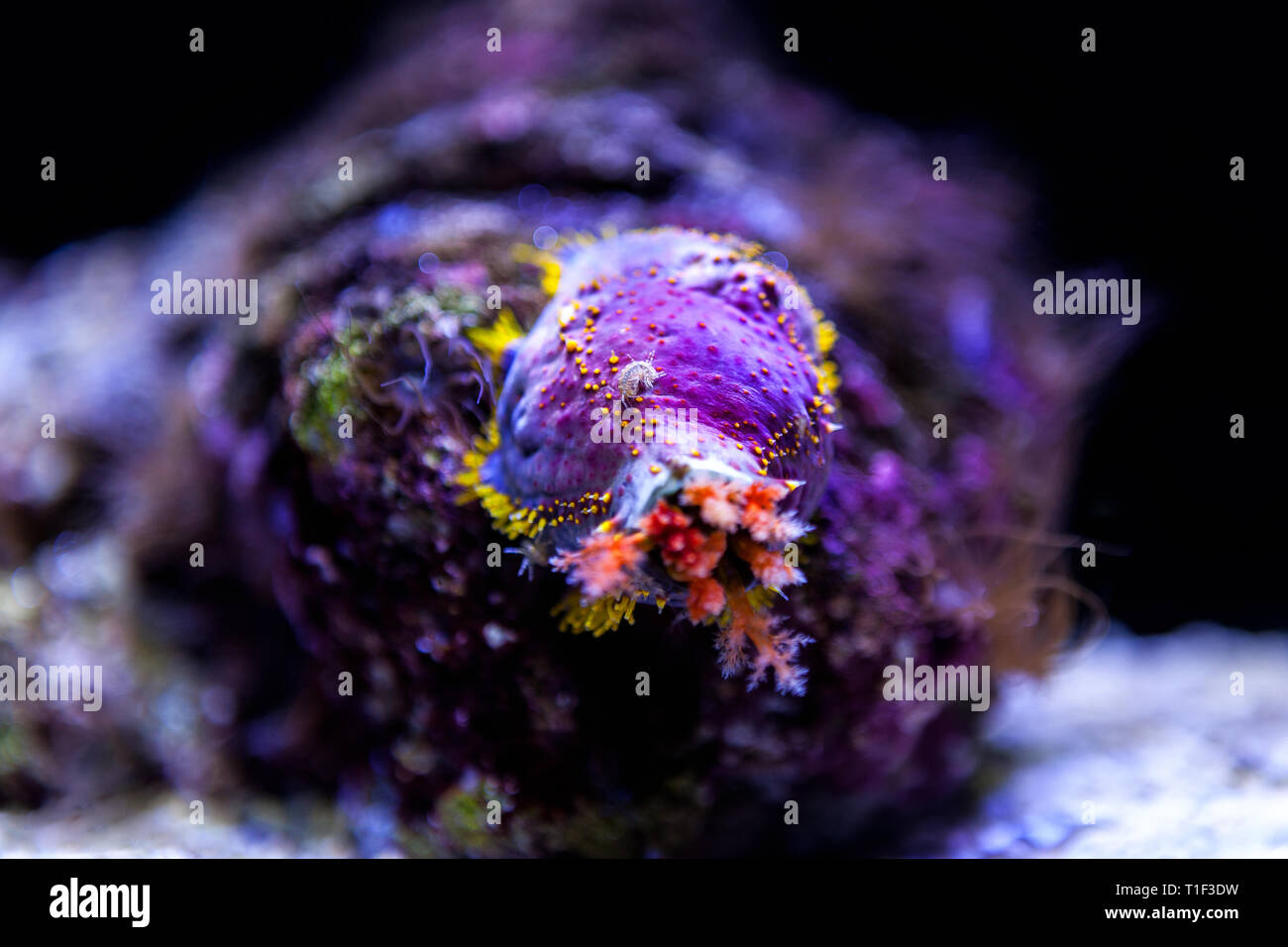 Colorful coral in deep waters. Natural background. Scuba diving concept ...