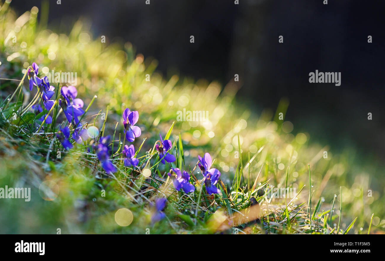Spring wild flowers violets in the forest Stock Photo - Alamy