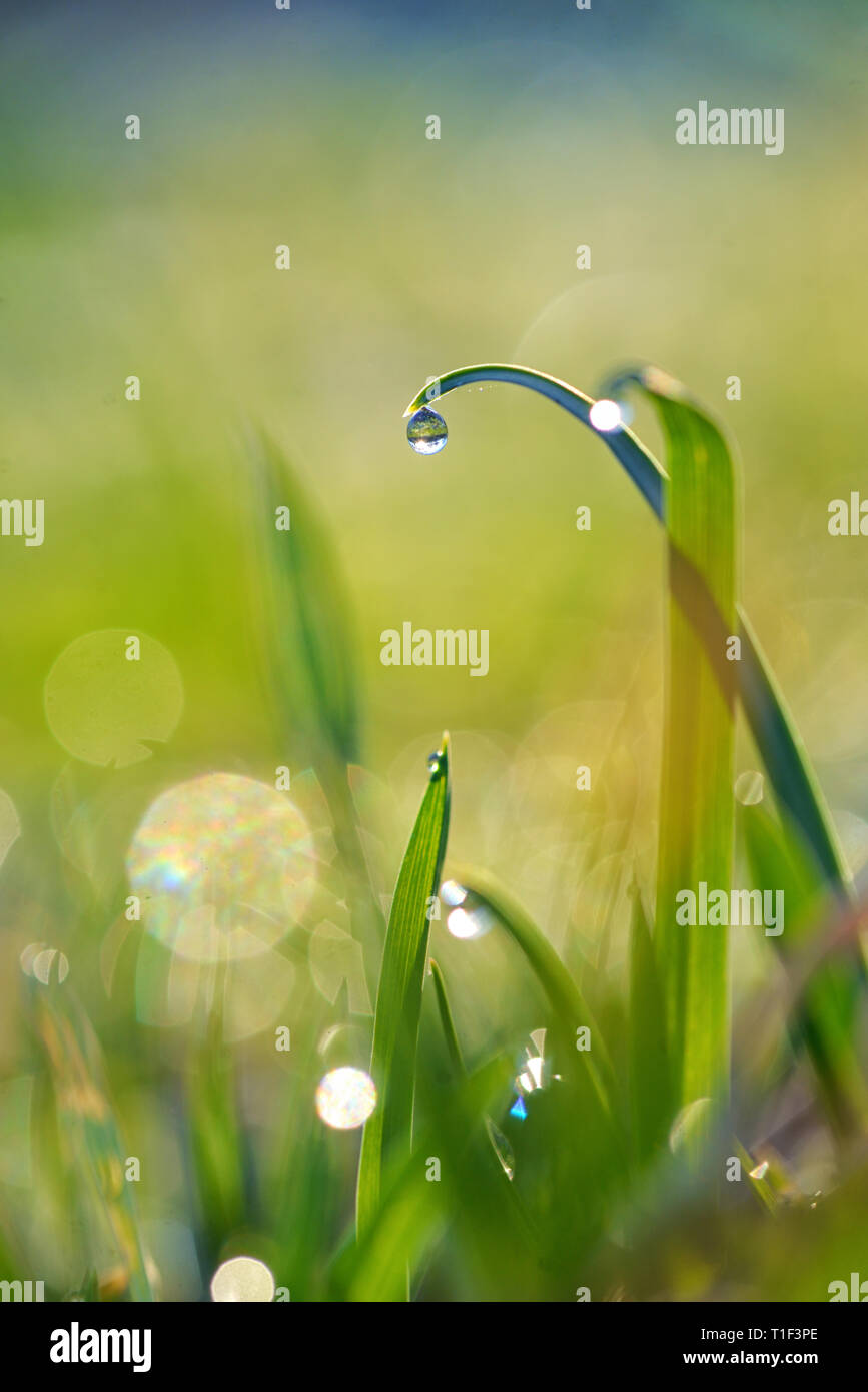 Gras with dew drops hi-res stock photography and images - Alamy
