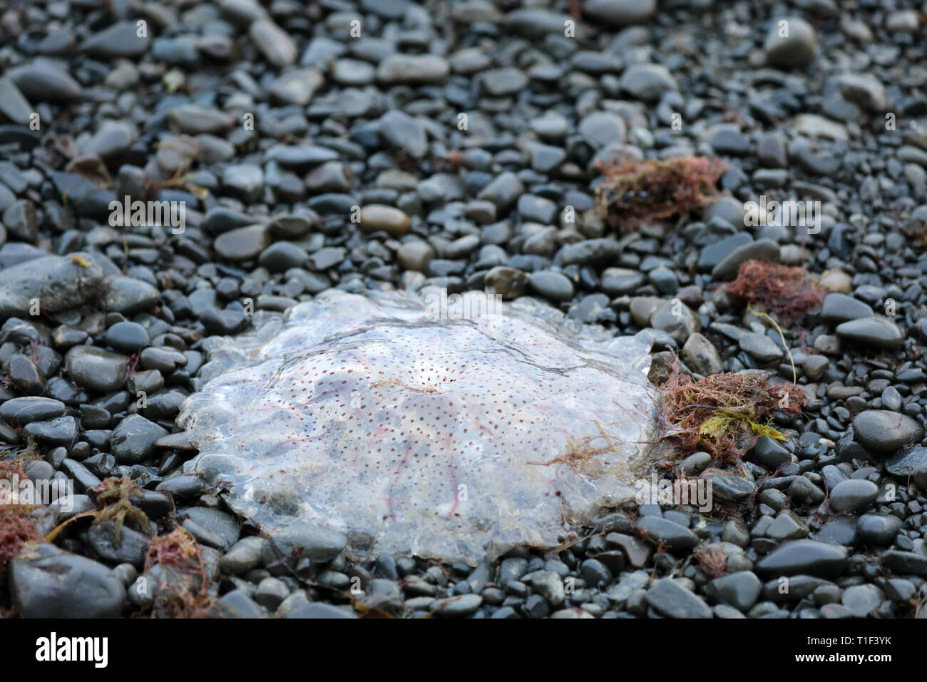 Jellyfish washed up on the beach Stock Photo - Alamy