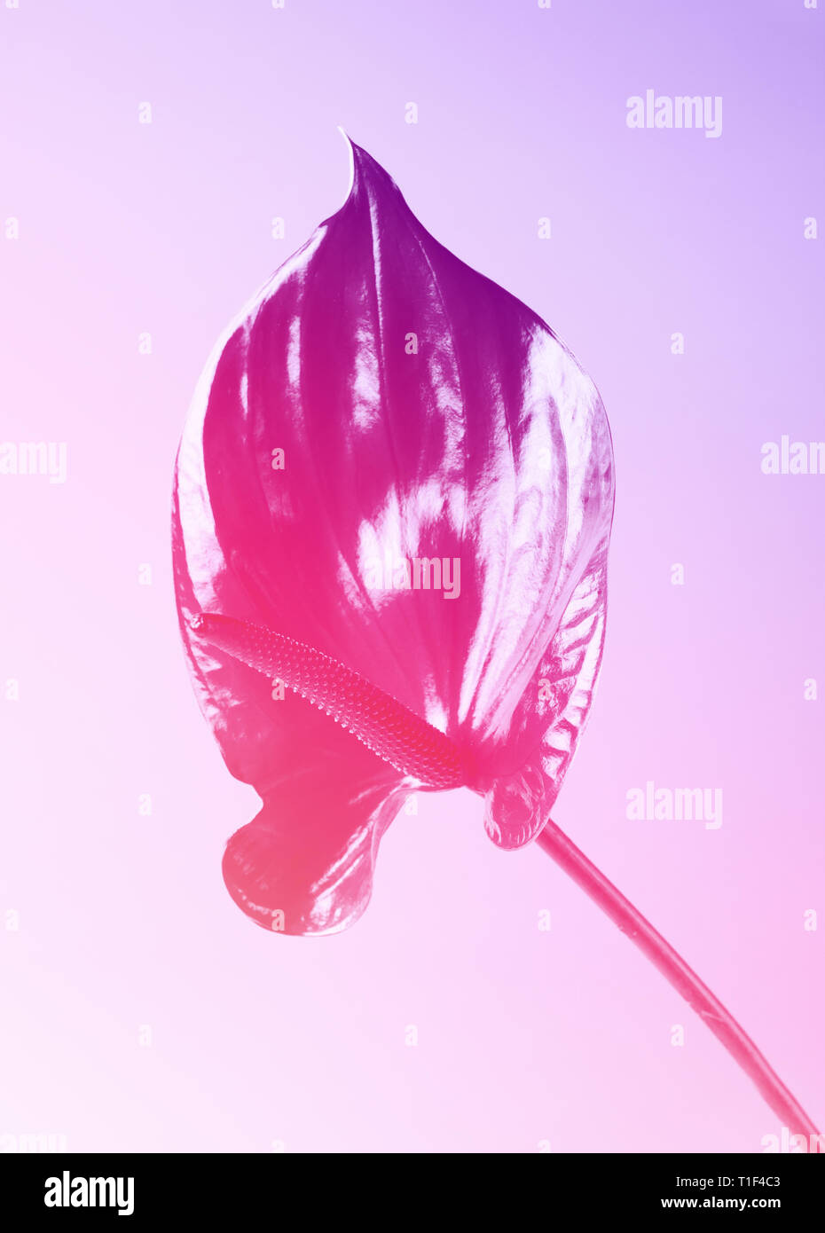 Dark red anthurium. Tropical plant in a minimalist style Flower in ...