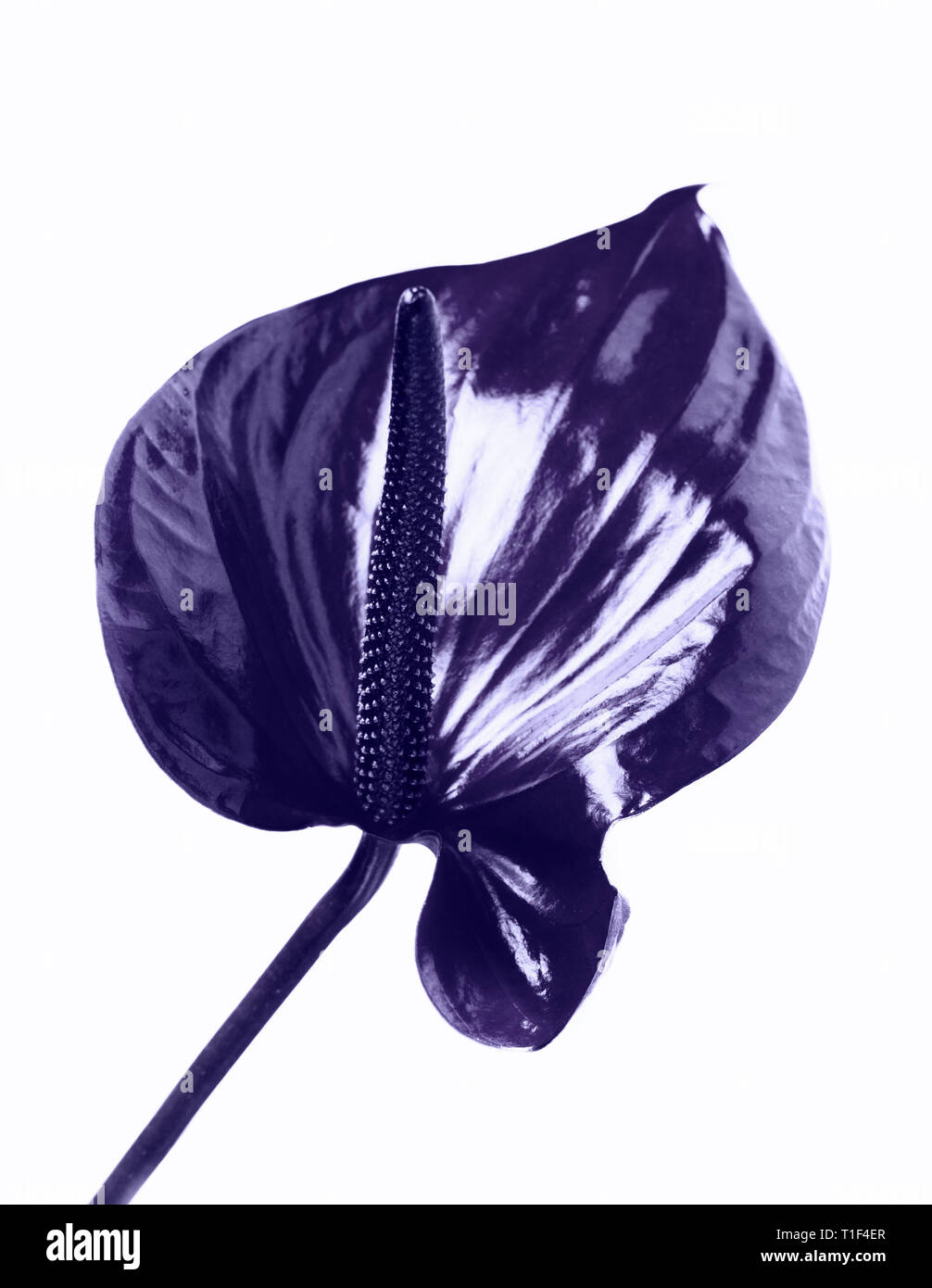 Surreal neon art vibrant Cut Out Stock Images & Pictures - Alamy