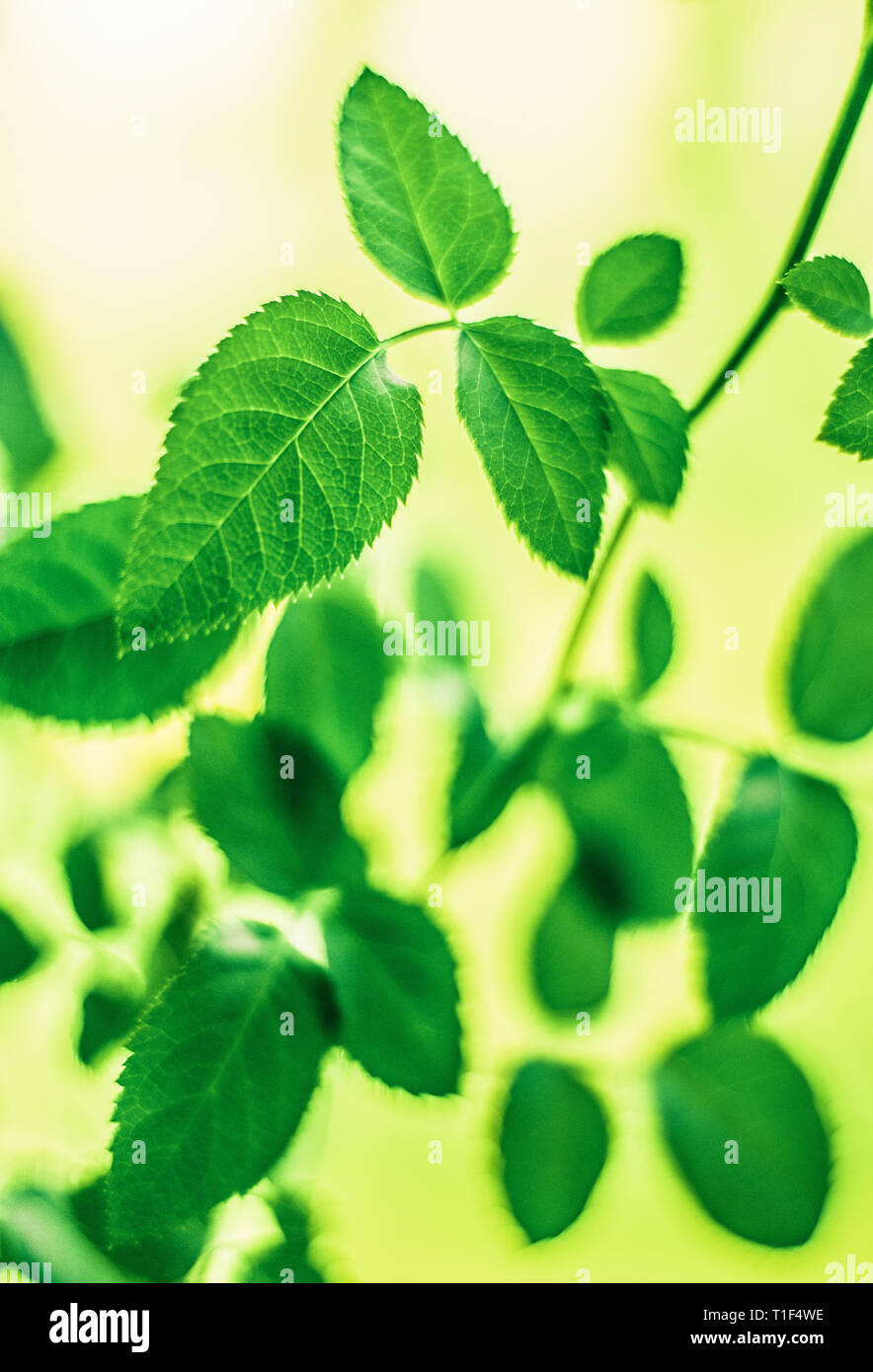 Fresh green leaves in spring - saving nature, healthy environment and ...