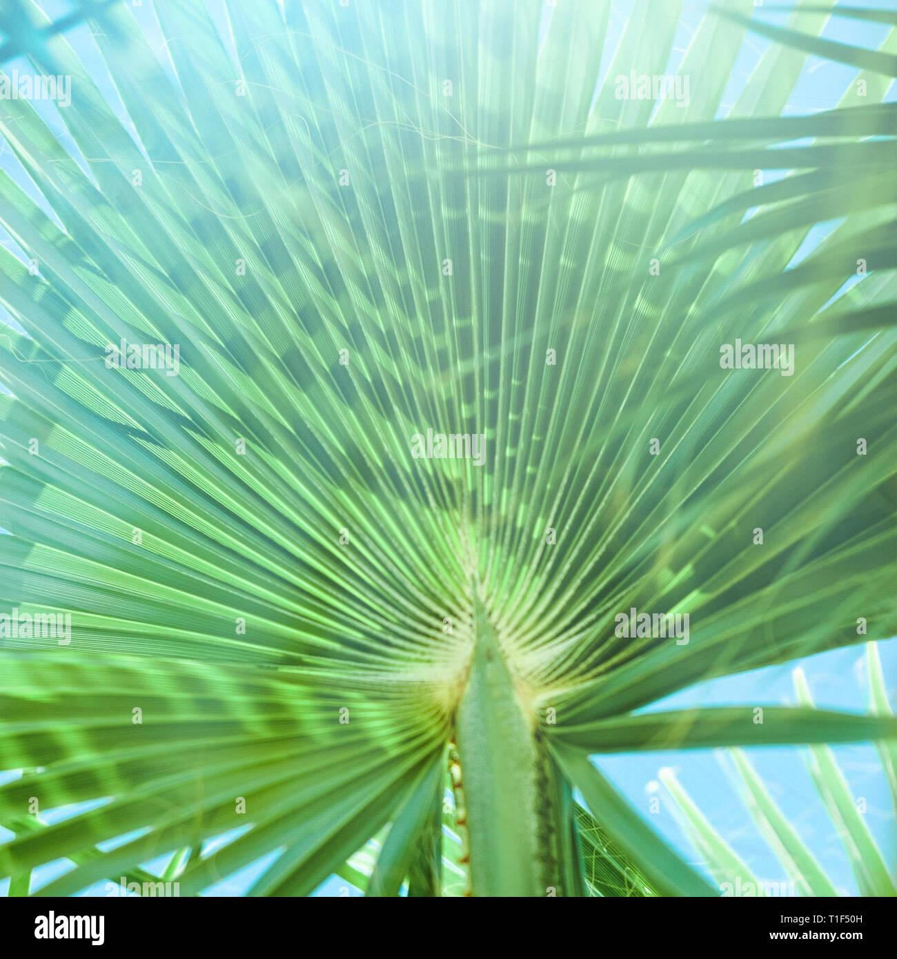 Palm trees by the sea - summer vacation, beautiful nature and travel ...