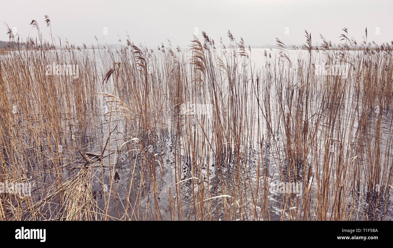 Picture of reed in water with sun reflection, color toned picture Stock ...
