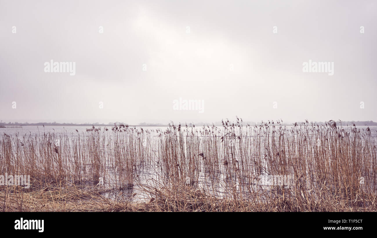 Picture of reed in water with sun reflection, color toned picture Stock ...