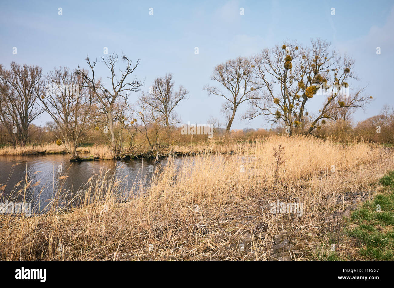Spring landscape with reed by a lake Stock Photo - Alamy