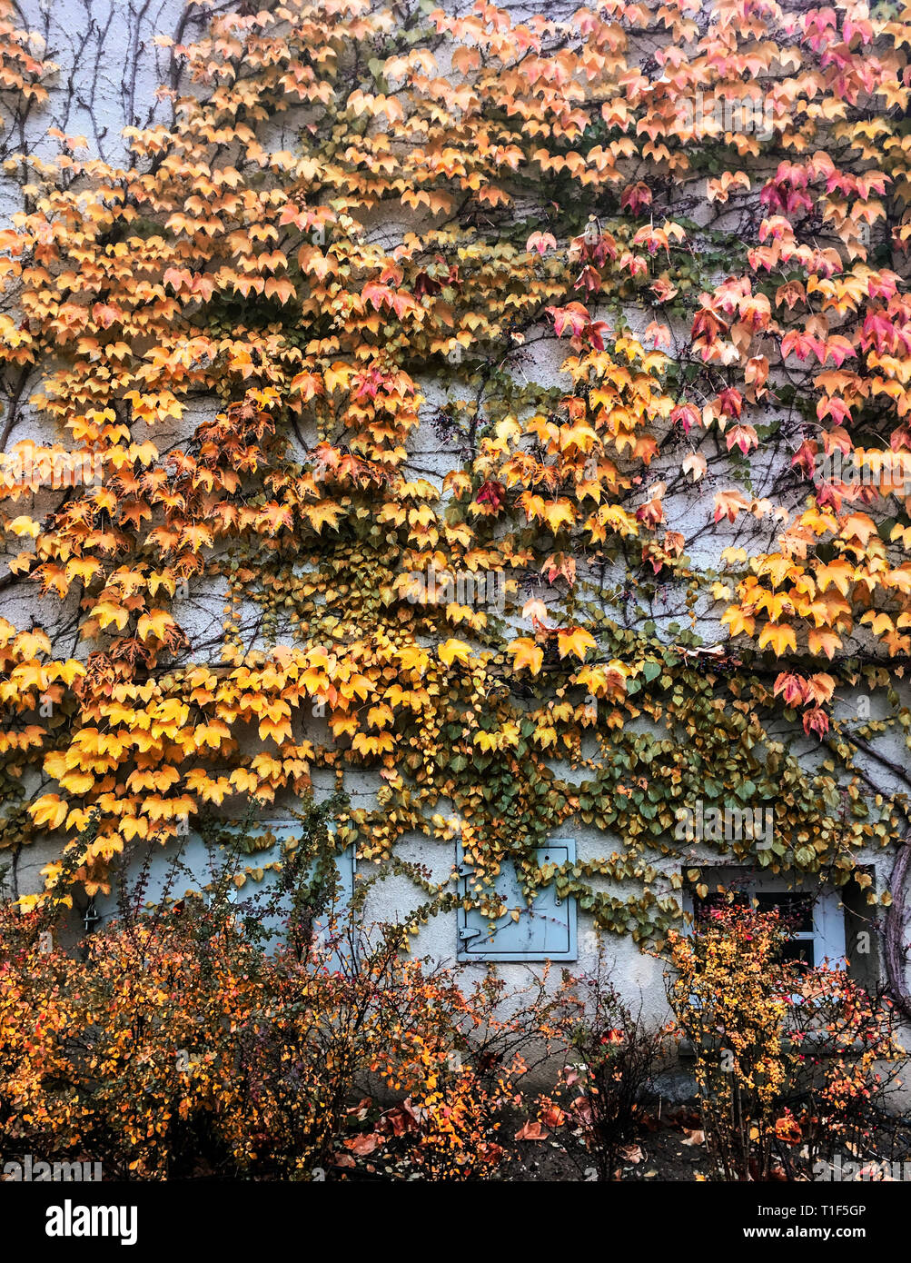 Fall season, weather and environment concept - Autumn leaves and trees ...