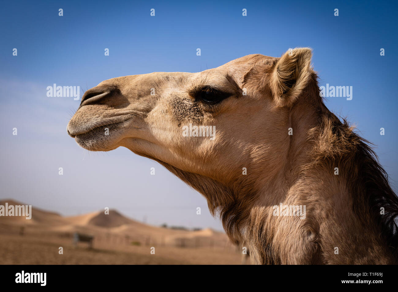 Profile of camel hi-res stock photography and images - Alamy