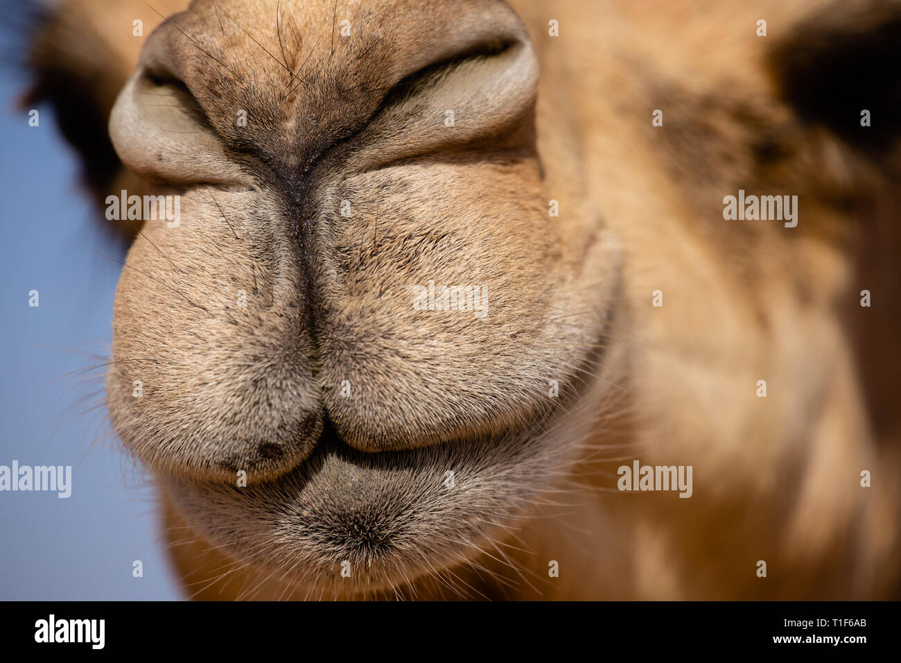 Camel muzzle hi-res stock photography and images - Alamy