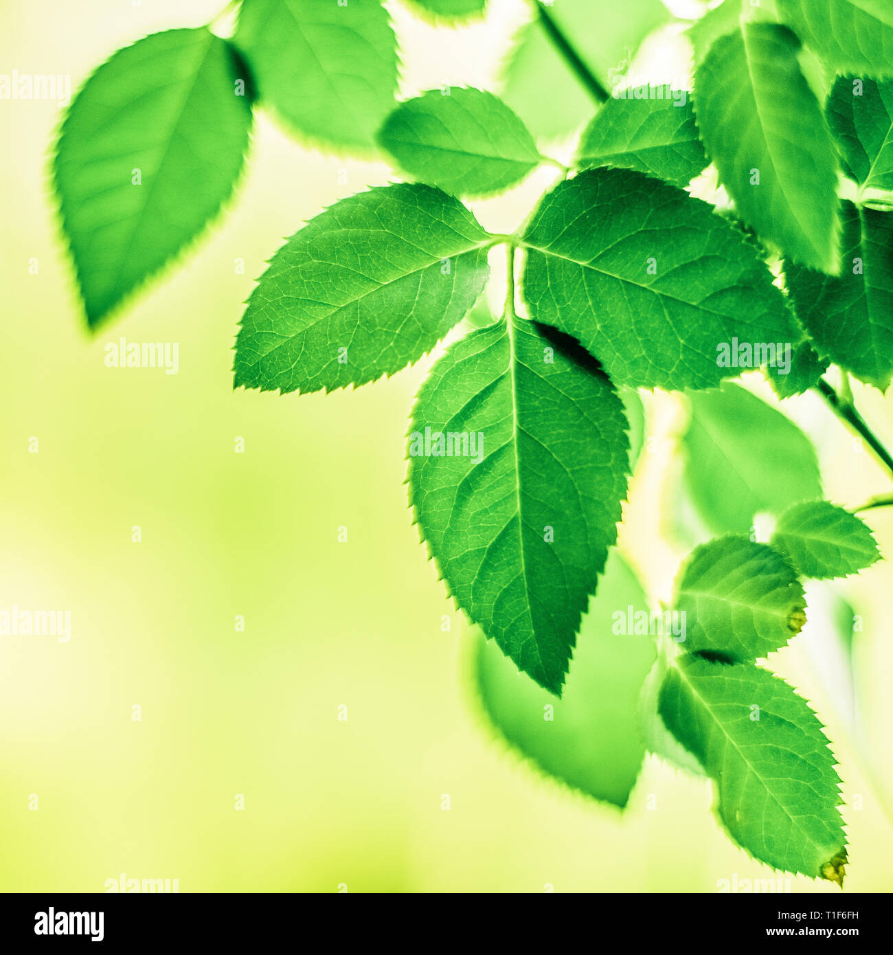 Fresh green leaves in spring - saving nature, healthy environment and ...